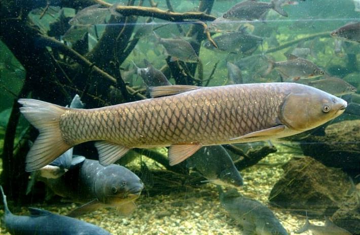 Workshop Fische AGAW | Alperia